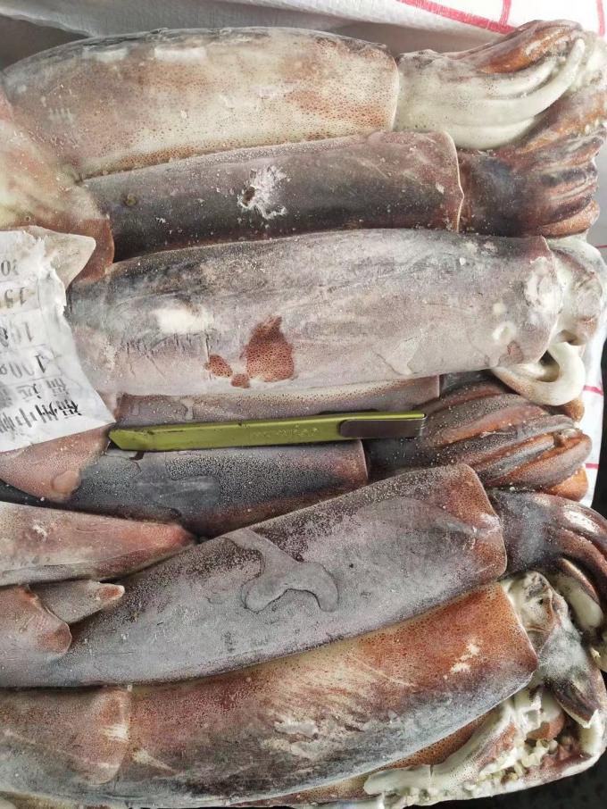 Calamar congelado de la Argentina Illex color entero de la ronda BQF ...